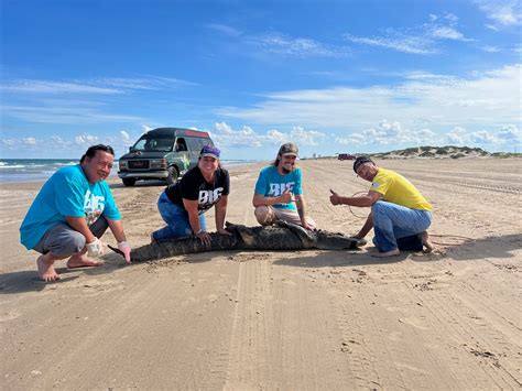 Are There Crocodiles In South Padre Island