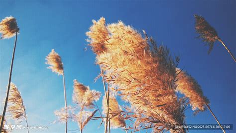芭茅草摄影图 花草 生物世界 摄影图库 昵图网