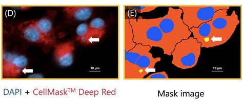 Nikon Instruments On Linkedin Appnote Deeplearning Microscopy Imaging Drugdiscovery