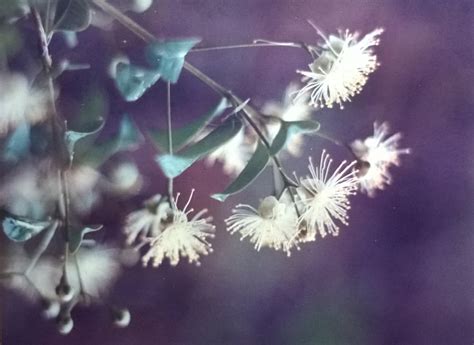 Myrcianthes Fragrans Trees Of Costa Ricas Pacific Slope