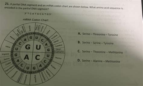 A Partial Dna Segment And An Mrna Codon Chart Are Shown Below What Amino Acid Sequence Is
