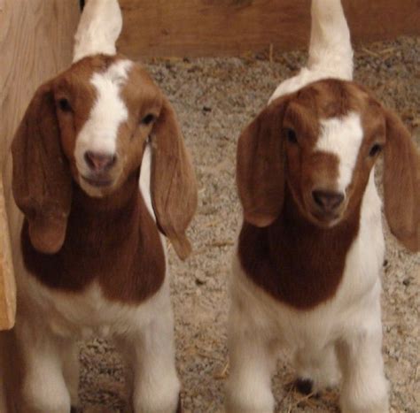 South Africa Boer Goat For Sale Agriculture Nigeria