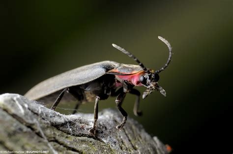 Portrait Of A Lightning Bug