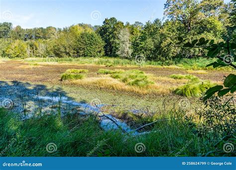 Washington Wetlands Landscape 5 Stock Image Image Of Samp Washington