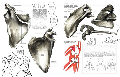 Skeleton Drawings Joan Chung