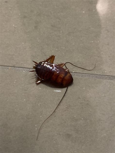 I Know This Is A Cockroach But The Sites Ive Found Havent Come To A Consensus On What Kind