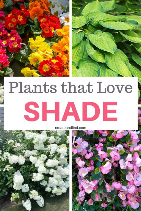 The 10 Best Plants That Grow In Shade Shade Garden Plants Beautiful Flowers Garden Shade Plants