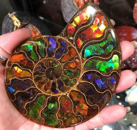 Amazing Geologist — Ammonite Inlaid With Ammolite At The Denver Gem