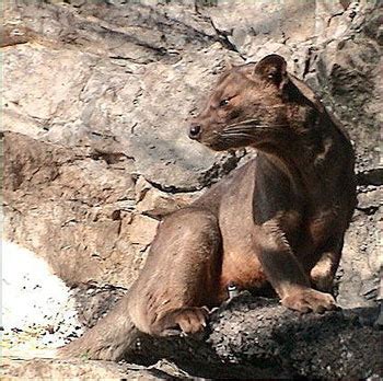 Fossa: The Animal Files