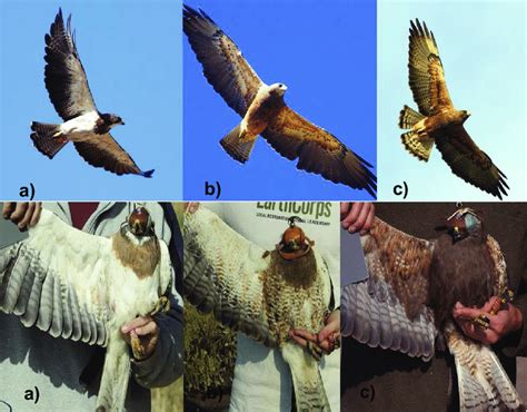 Examples Of Swainsons Hawk Morphs Classified Into Three Morph Types