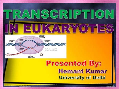 Transcription In Eukaryotes Ppt
