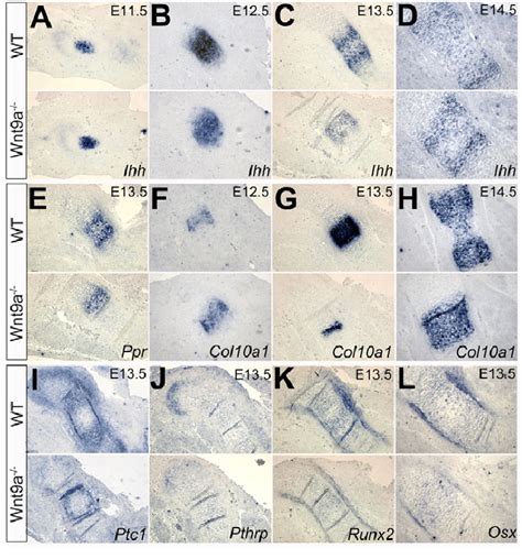 Temporal Regulation Of Ihh Expression By Wnt9a Signaling In Situ