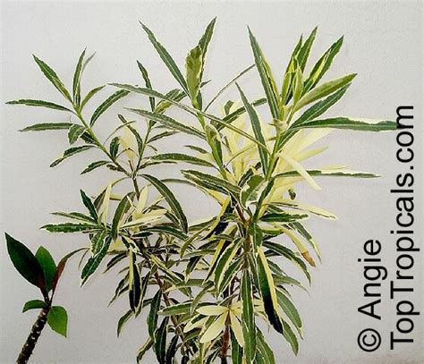 Nerium oleander, Oleander - TopTropicals.com