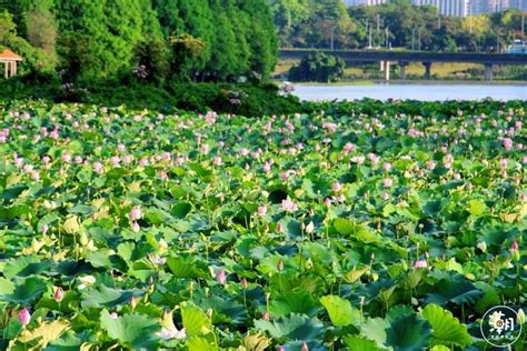 洪湖公園上百畝荷花開了，朋友圈已經被刷爆！ 每日頭條