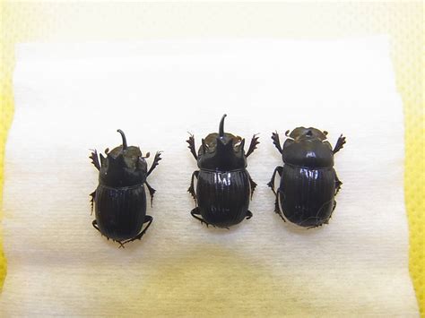 レア甲虫の標本7 兵庫県川西市産ゴホンダイコクコガネ ♂3頭虫類｜売買されたオークション情報、yahooの商品情報をアーカイブ公開