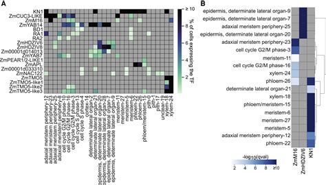 Mini Ex Integrative Inference Of Single Cell Gene Regulatory Networks In Plants Molecular Plant