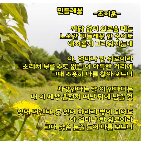 민들레꽃조지훈 해석 및 문제입니다 네이버 블로그
