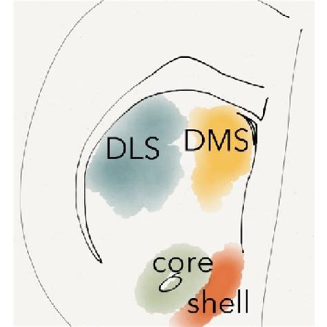 Schematic Drawing Showing Acute Effects By Ethanol On Striatal