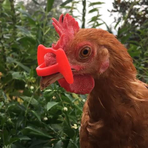 500 Sets New Chicken Glasses 43 27mm Red Peacock Goggles Pheasant