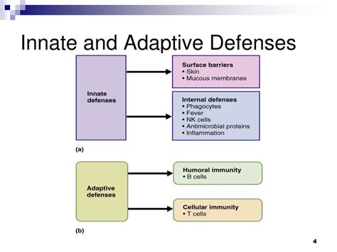 Ppt The Immune System Powerpoint Presentation Free Download Id6920207