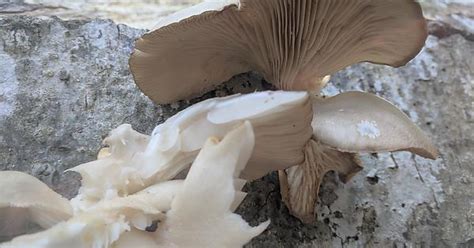 Oysters Album On Imgur