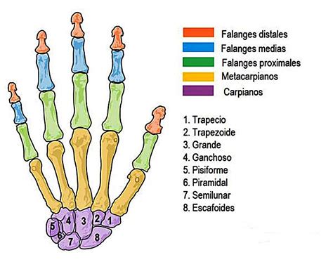 Mano Huesos Cuantos Tenemos Anatomia Y Fisiologia Humana Anatomia