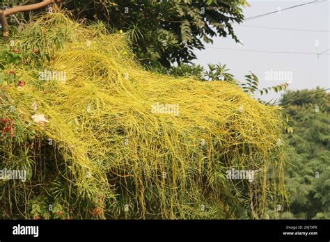 Giant Dodder Or Amarbel Cuscuta Reflexa On A Host Tree Yellow