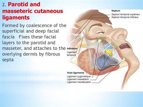 Fawzy A Fat Compartments And Retaining Ligaments Of The Face