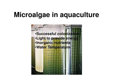 Ppt Microalgae In Aquaculture Powerpoint Presentation Free Download Id 3115323