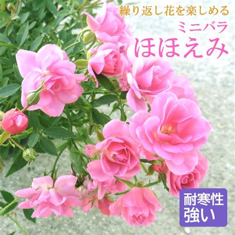 【予約・早割】バラ 苗 ローズ ほほえみ 12cm鉢 育てやすい ミニバラ バラ苗 薔薇 Rose ガーデニング 園芸 登録品種 【10月