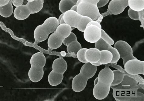 野々村英夫本学名誉教授応用微生物学が瑞宝中綬章を受賞されました山梨大学生命環境学部生命工学科