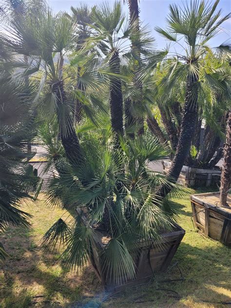 charitybuzz mediterranean fan palm tree from b and c tree