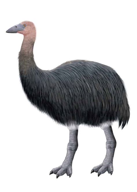 Elephant Bird Extinct Animals Elephant Bird Facts Extinct Animals Of