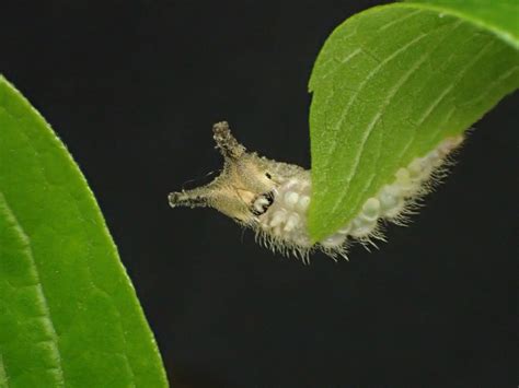 Insect Tanaka