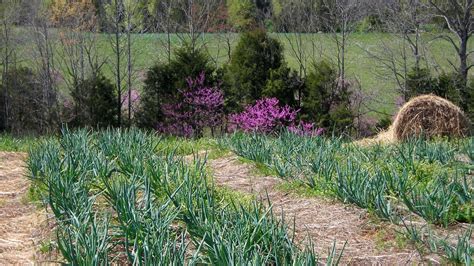 Garlic Raised Bed Vs Traditional Bed Southern Exposure Seed Exchange