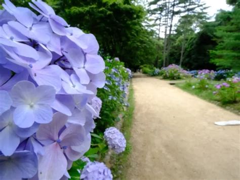 神戸市立森林植物園兵庫 2025年あじさい祭り見頃情報 amAtavi