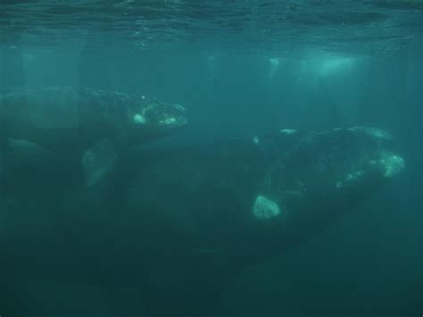 Yellow Submarine Whales