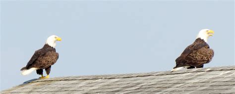 Mommie Dearest Strikes Again The Creeping Crud Minor Annoyances And A Blog I Versary