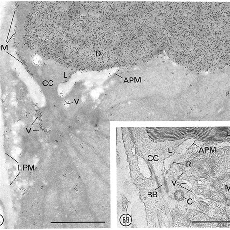 ~a Immunocytochemical Localization Of Opsin In Rod Cells A Thin