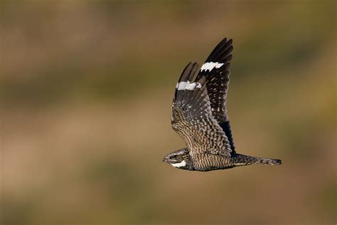 Lesser Nighthawk Audubon Field Guide