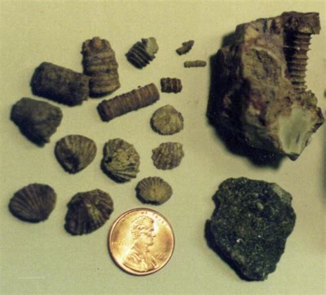 Fossil Page