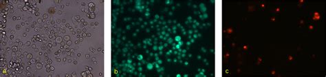 The Microscopic Images Of Caco 2 Cells In A Bright Field View B