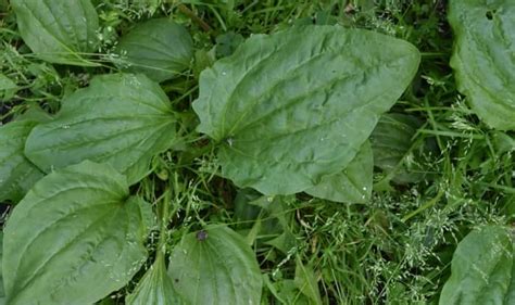 20 Common Farm Weeds You Need To Know With Photos