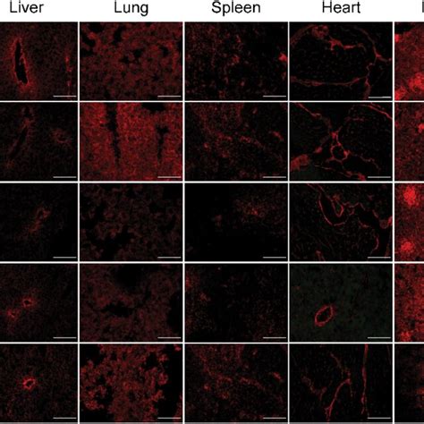 Ex Vivo Immunofluorescence Based Biodistribution Analysis