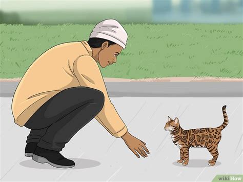 When A Stray Cat Chooses You Spiritual Meaning