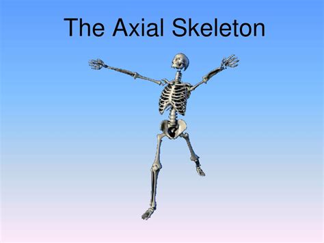 PPT The Axial Skeleton PowerPoint Presentation Free Download ID