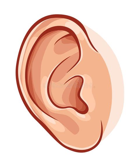 Human Ear Stock Vector Illustration Of Hear Medical 44307529