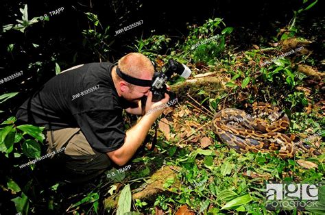 Burmese Python Indian Python Python Molurus Natur Photographer