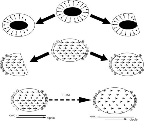 Development Of Grain Dipoles The Grains Acquire Or Recover A Net Download Scientific Diagram