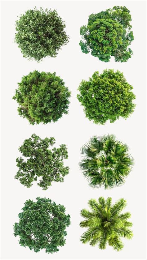 Download Premium Image Of Tree Top View Set Editable Design Element By